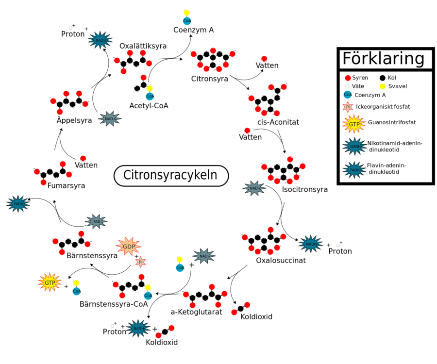 Cellandning och energi - Runner's World